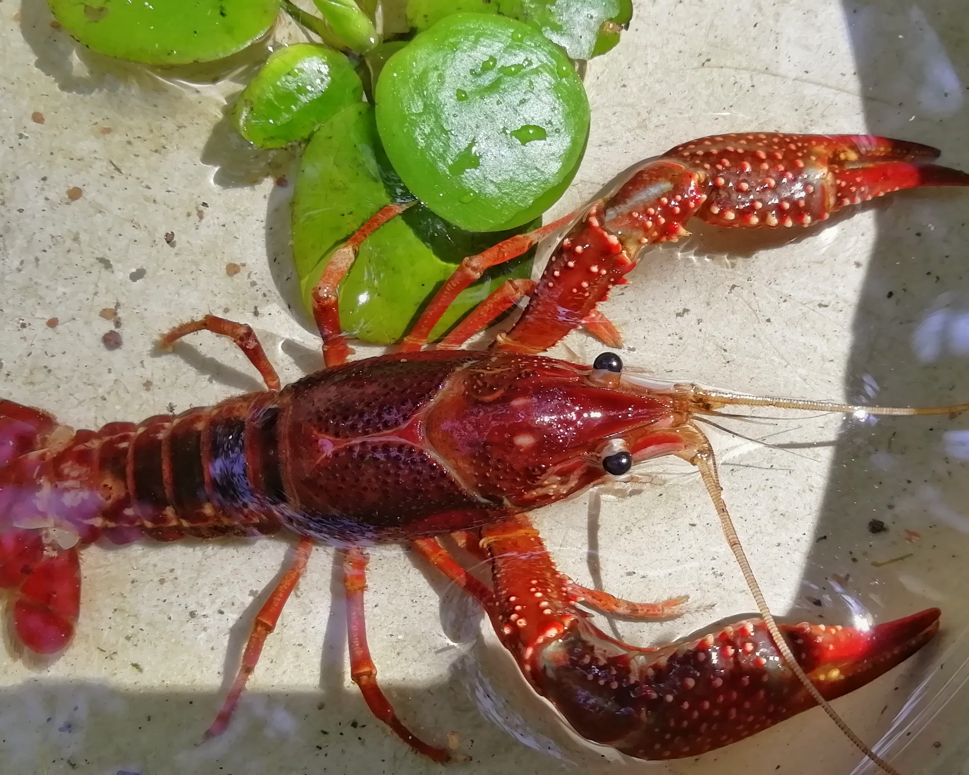 Daulis Aquatica Main